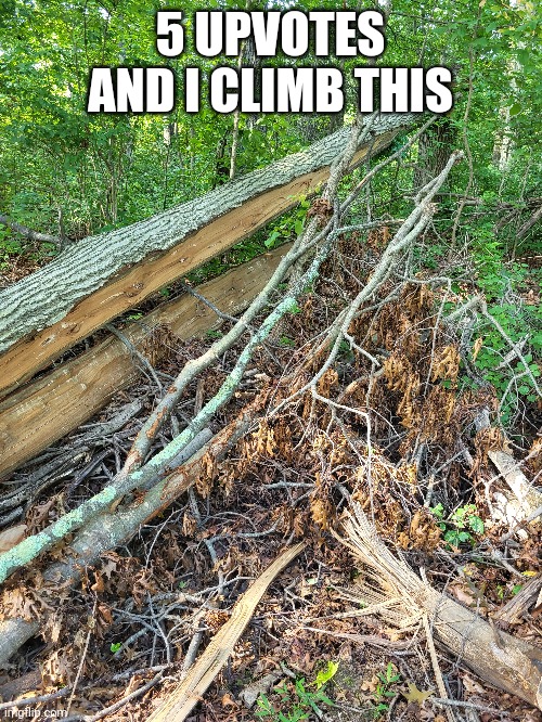 the big half fallen log - Imgflip