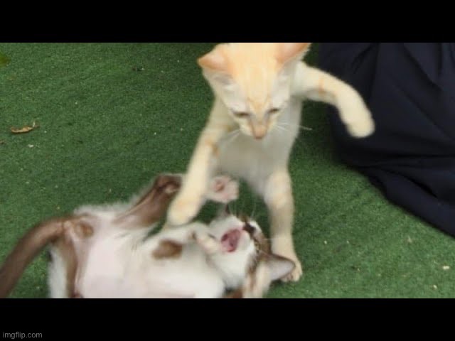 Silliest creature - Imgflip