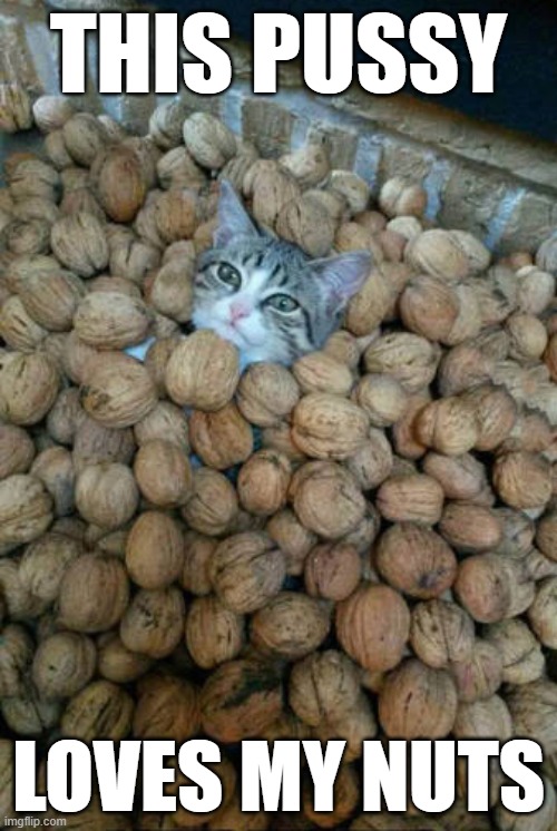 Image tagged in cats - Imgflip