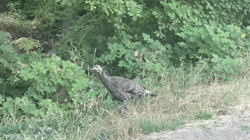 bye bye turkey - Imgflip