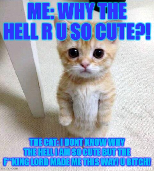 Cute Cat Meme - Imgflip