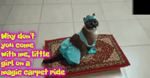 Magic Carpet Kitteh - Imgflip