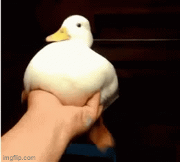 Image tagged in gifs,duck - Imgflip