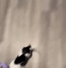 Now That's Some Tail Chasing - Imgflip