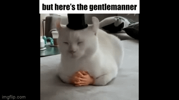 Animated GIF - Imgflip