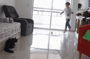 Cat ball hit - Imgflip