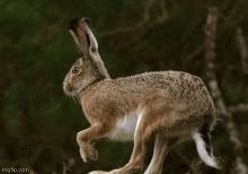 Hares - Imgflip