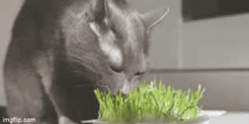 Grass meal - Imgflip