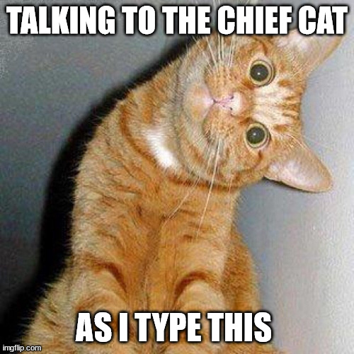 tilted cat - Imgflip