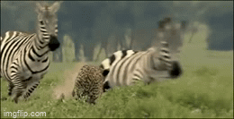 Image tagged in gifs,animals - Imgflip