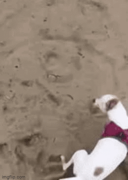 A Fun Day At The Beach - Imgflip