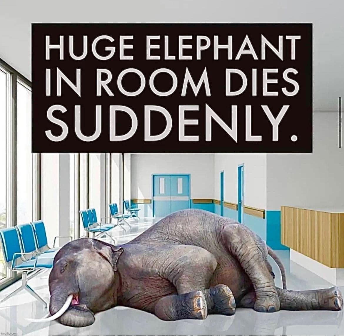 Huge Elephant in the Room Dies Suddenly - Imgflip