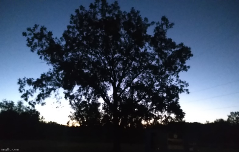 i married the tre - Imgflip