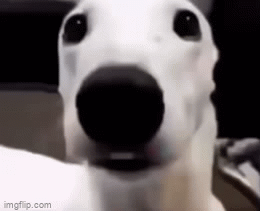 dog shivering - Imgflip