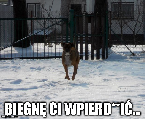 Image tagged in biegn ci wpierdi - Imgflip