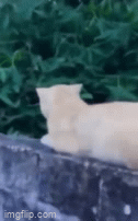 Cat Jump Scare - Imgflip