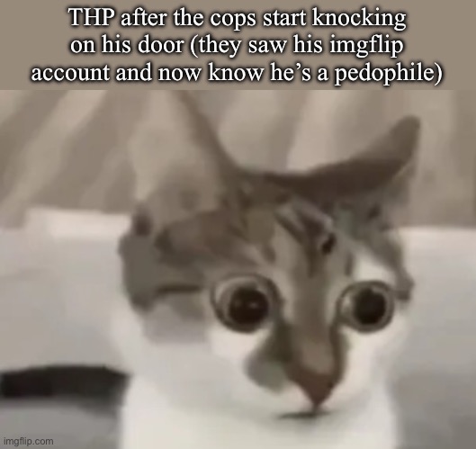 in shock cat 2 - Imgflip