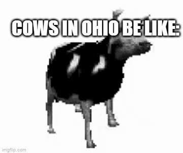cows in ohio? - Imgflip
