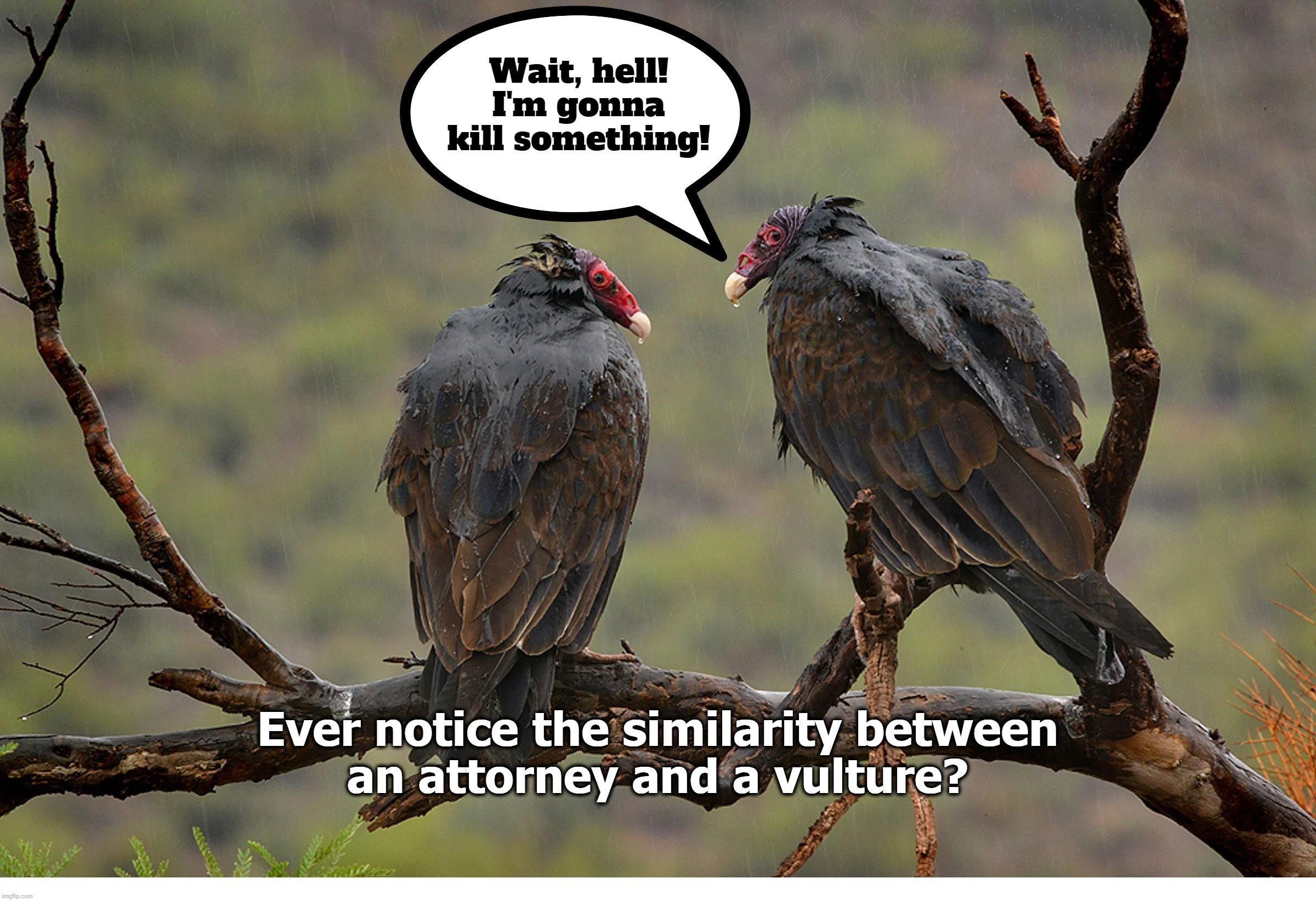 Ever notice the similarity between an attorney and a vulture? - Imgflip