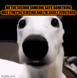 Shivering Dog - Imgflip