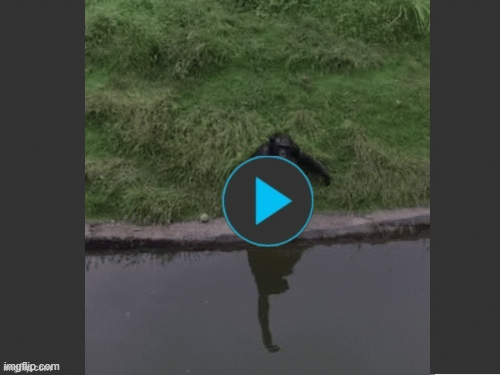 How to trick a monkey - Imgflip