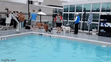 Swimming and fetching - Imgflip