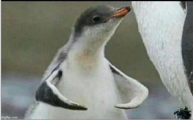 Penguin flexing - Imgflip