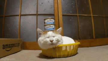 Cat food can stack balance - Imgflip