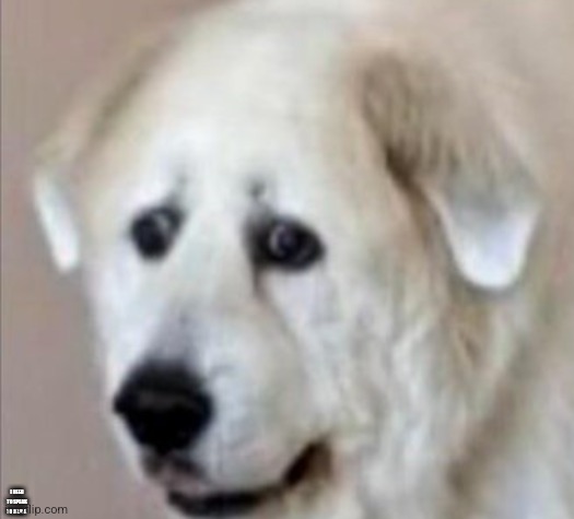 Image tagged in nick wilde,chief bogo,zootopia - Imgflip