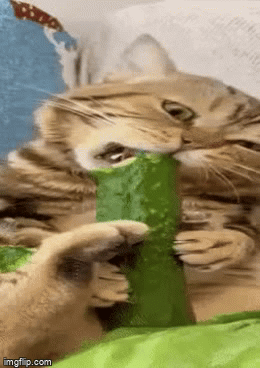 Random Cat Eating A Cucumber ! - Imgflip
