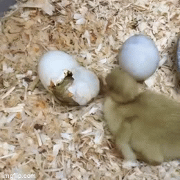 Duckling hatching - Imgflip
