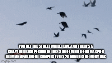 Replace these birds with magpies and - Imgflip