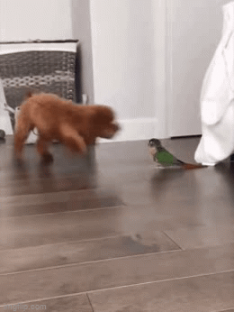 Now And Then - Dog Vs Same Annoying Parrot - Imgflip