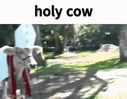 Holy cow - Imgflip