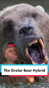 Golar Blank Template - Imgflip