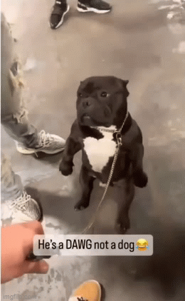 Image tagged in gifs,dogs - Imgflip