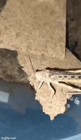Image tagged in gifs,horror - Imgflip