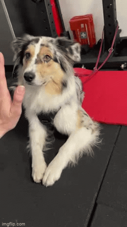 Dog High Five Gif