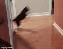 Cat wall loop - Imgflip