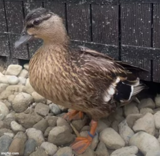 Bubbles the Duck - Imgflip