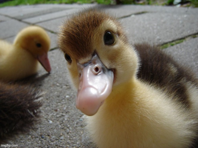 Cute duckling - Imgflip