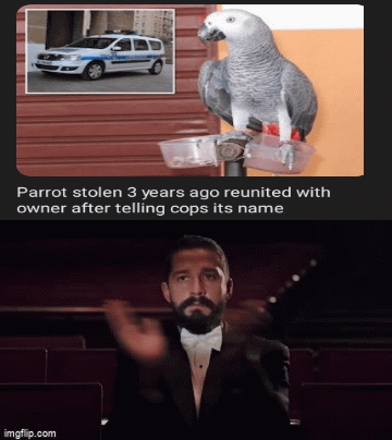 Parrot - Imgflip