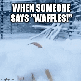 When someone says waffles! - Imgflip