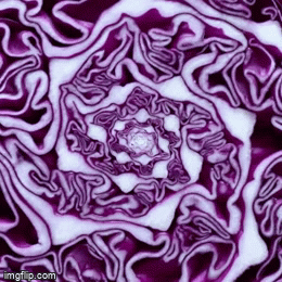The Red Cabbage Wormhole. - Imgflip
