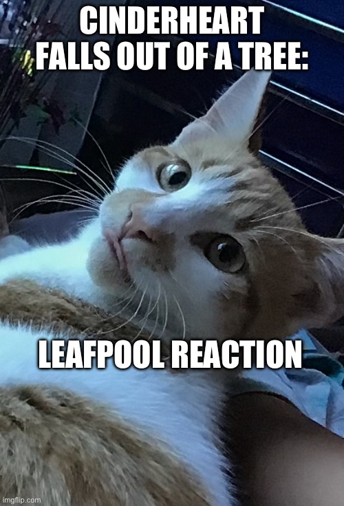 Cinderheart Cinderpelt - Imgflip