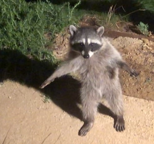 T-posing Raccoon Blank Template - Imgflip