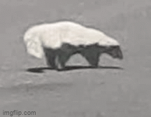 Skunk Gifs For Facebook Nancy Interesting Skunk In The Backyard
