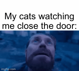 MEEEEOOOOOWWW HOOMIN WAKE UPS,I NEEDS SLEEPS! - Imgflip