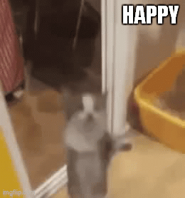 happy happy happy cat - Imgflip