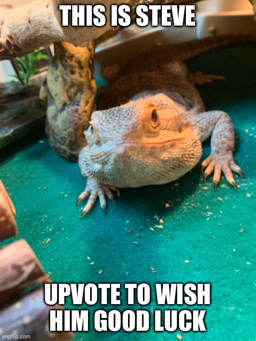 This is not upvote begging, just wish him good luck - Imgflip